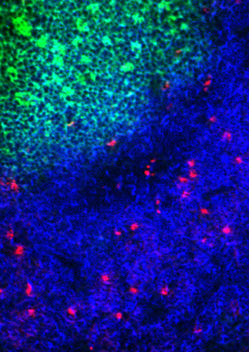 Research - Gallagher Lab
