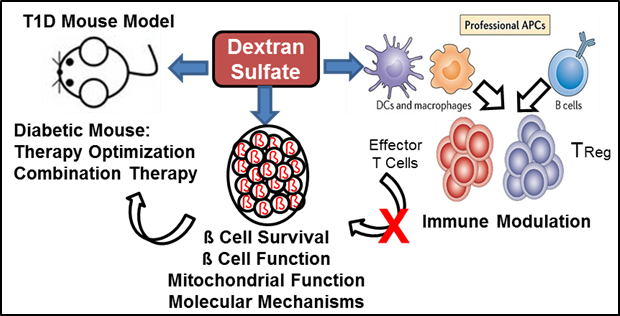 Research | Garcia-Ocana Laboratory