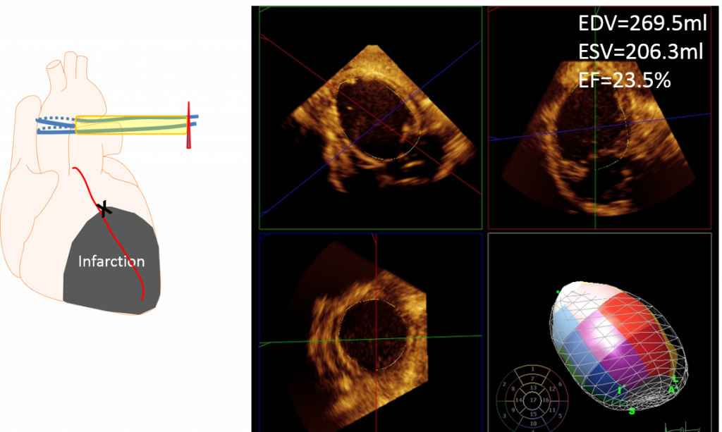 Animal models | Ishikawa Laboratory
