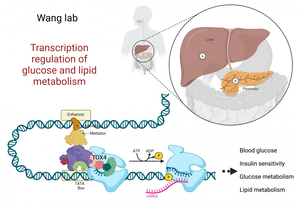 Home - Wang Laboratory