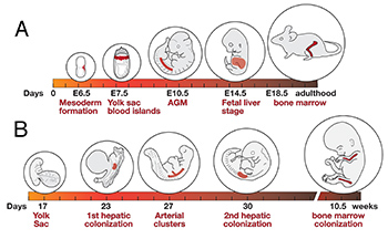 Background Information | Margaret Baron Lab