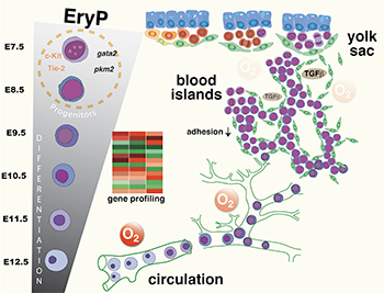 Background Information | Margaret Baron Lab