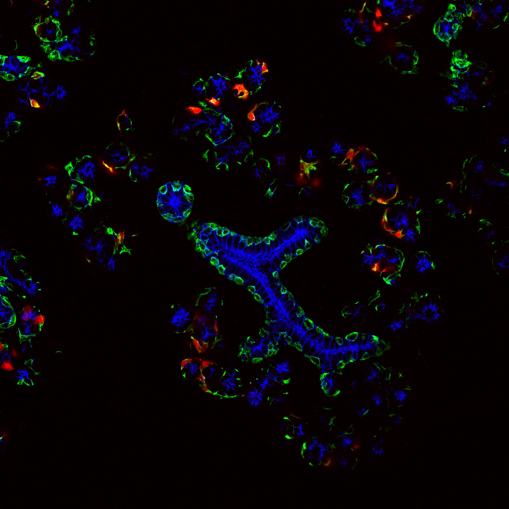 Publications - May Lab