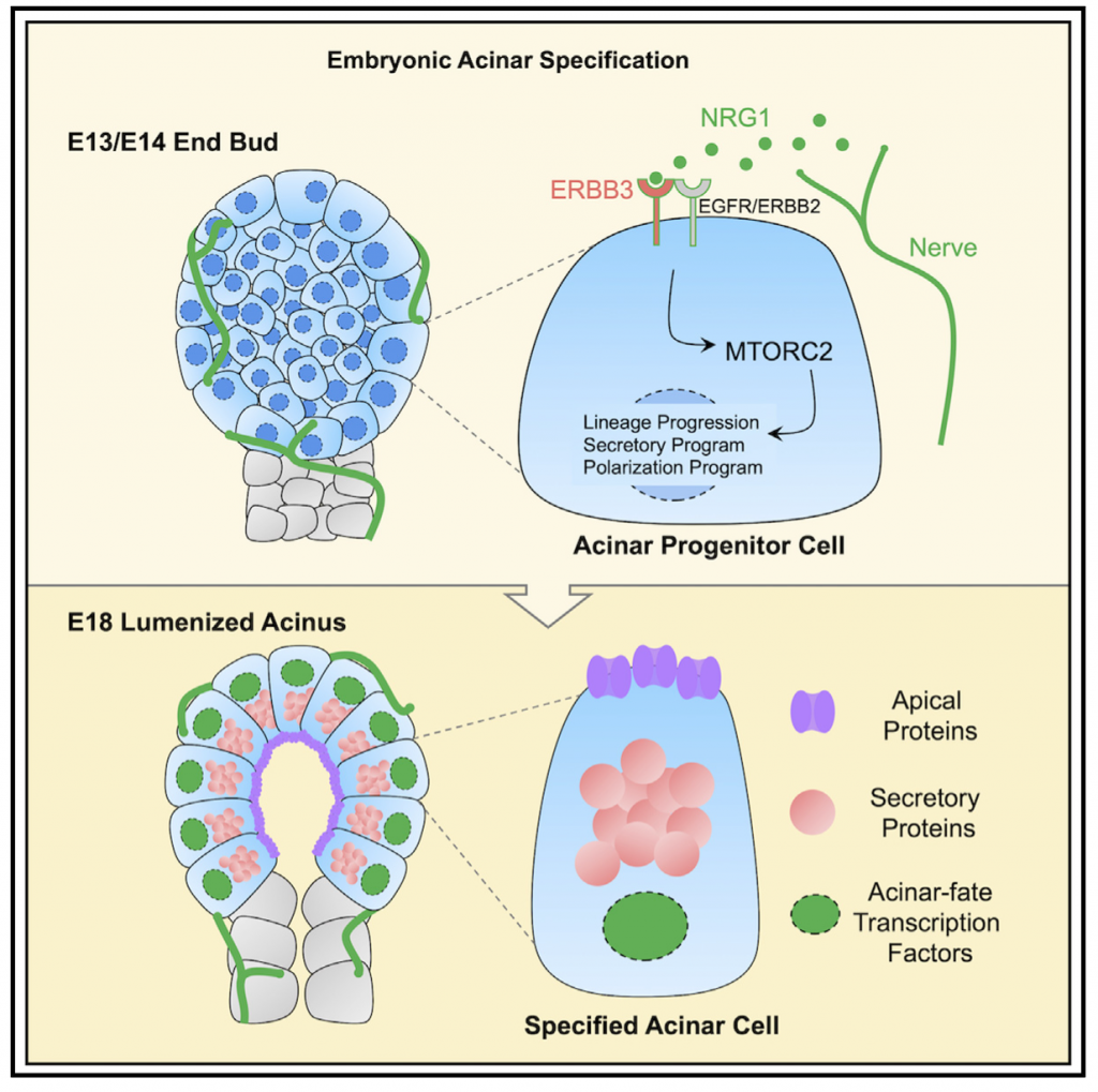 Publications - May Lab