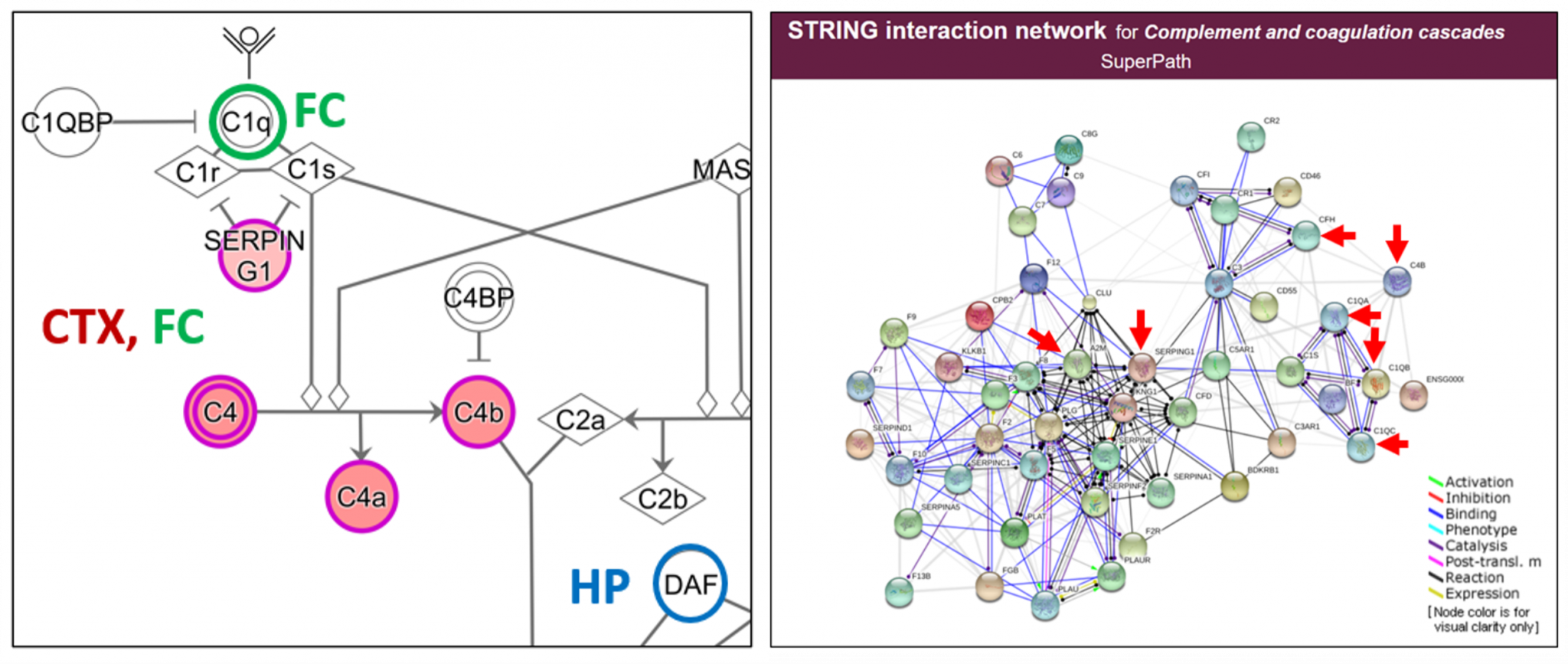Amyotrophic Lateral Sclerosis Drug Discovery | Pasinetti Laboratory