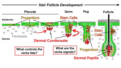 RESEARCH | Rendl Lab