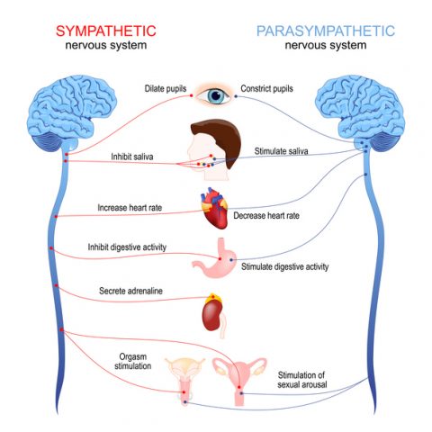 Autonomic Function Tests - Robinson Papp Laboratory