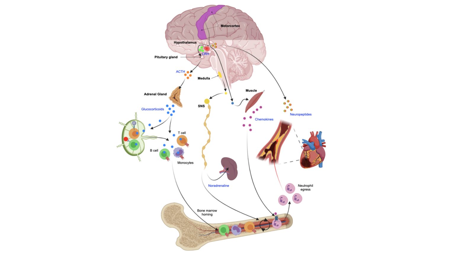 Stress and Cardiovascular Disease - Swirski Lab