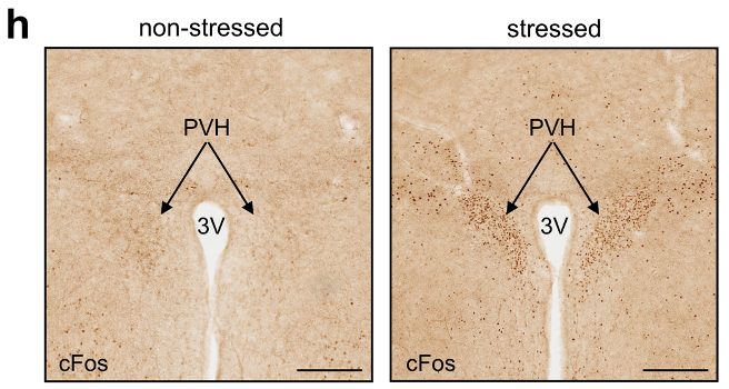 Swirski Blog - Swirski Lab