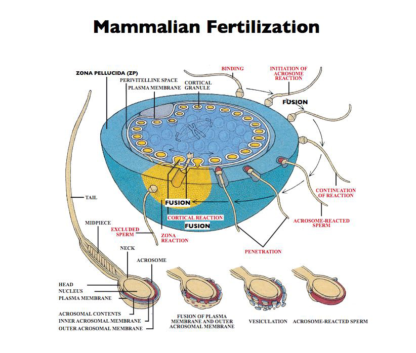 Mechanisms of Mammalian Fertilization