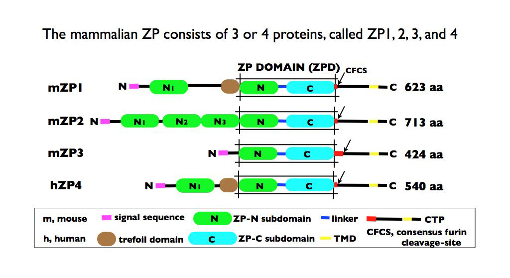 Mechanisms of Mammalian Fertilization